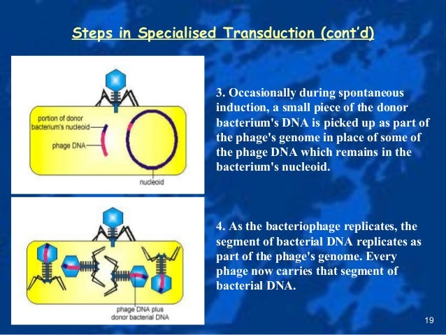 bacterial transduction