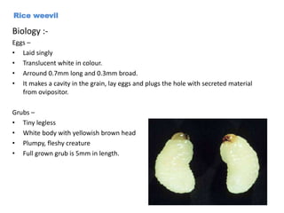 Viki rice weevil | PPTX