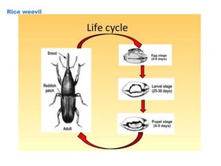 Granary Weevil Life Cycle