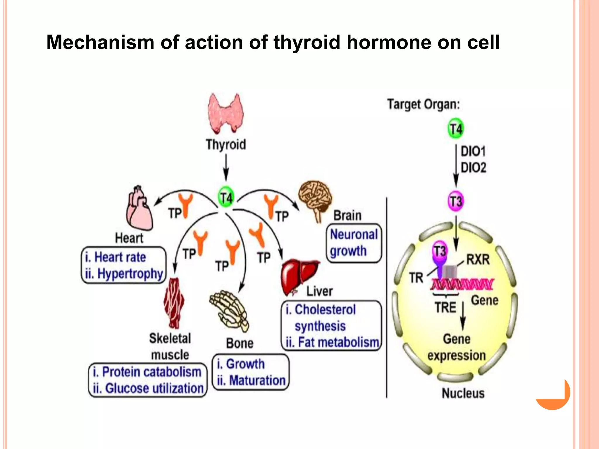 Thyroid Hormones | PPTX