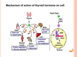 Thyroid Hormones | PPTX