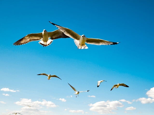 VIKOR LOGO & IDENTITIES - Bộ nhận diện Cty CP Tôn VIKOR | PPT