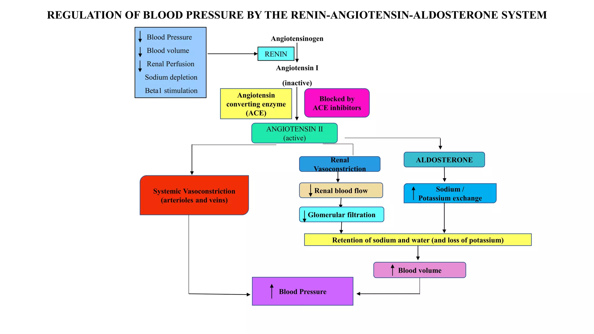 Renin-Angiotensin-Aldosterone System- Drugs Overview. | PPTX