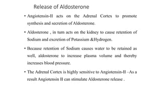 Renin-Angiotensin-Aldosterone System- Drugs Overview. | PPTX