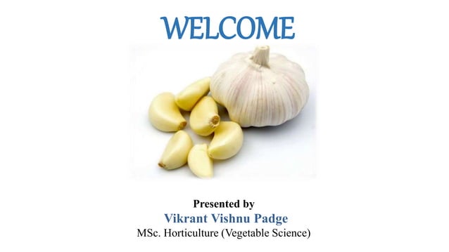 Production technology of Garlic | PPTX | Herbs and Supplements | Alternative Medicine