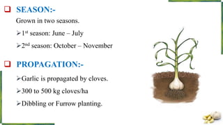 Production technology of Garlic | PPTX