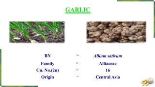 Production technology of Garlic | PPTX