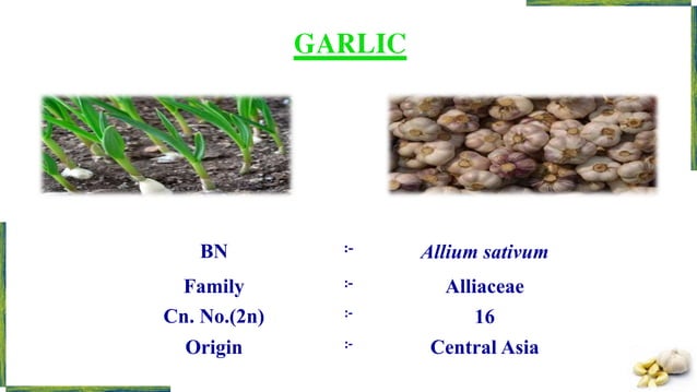 Production technology of Garlic | PPTX | Herbs and Supplements | Alternative Medicine