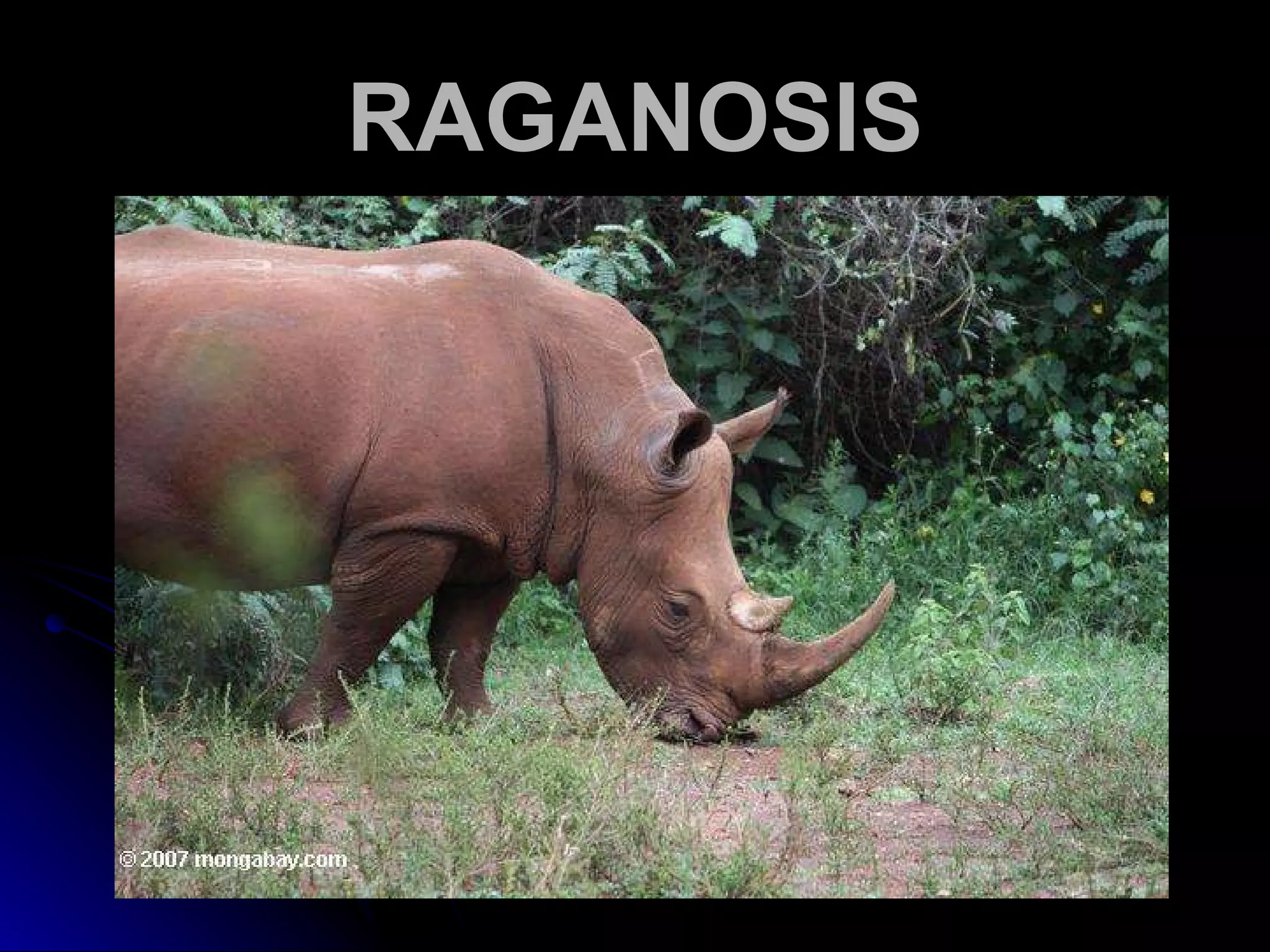 Viktorina gyvunijos dienai | PPT