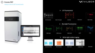 (June 22nd, 2021) Introducing Vilber’s Product Line of Gel Imaging ...