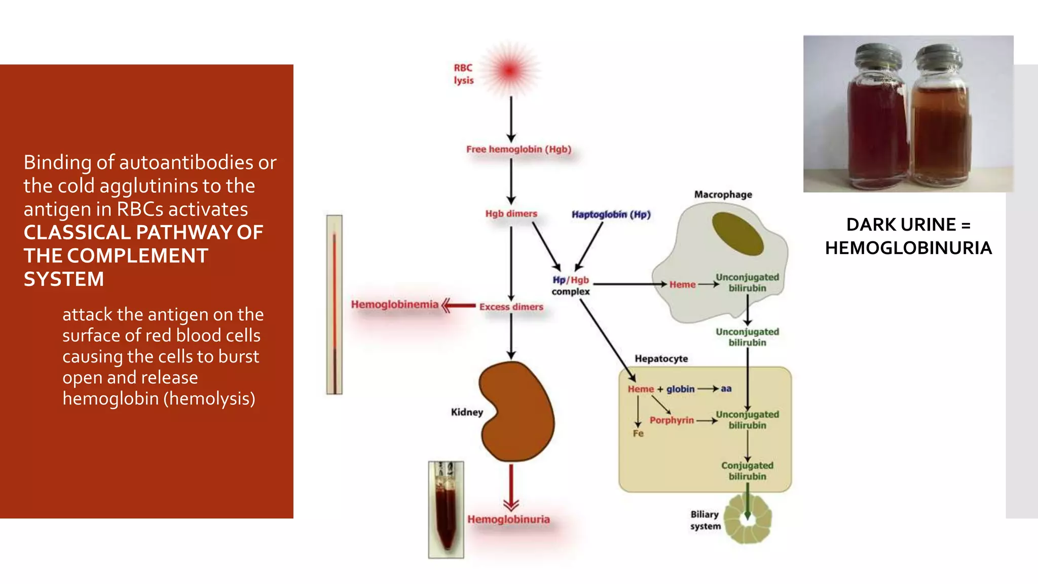 Villaester, hanisha cold agglutinin hemolytic anemia | PPTX