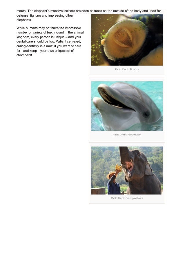 Ten Animals with Teeth You Won't Believe!