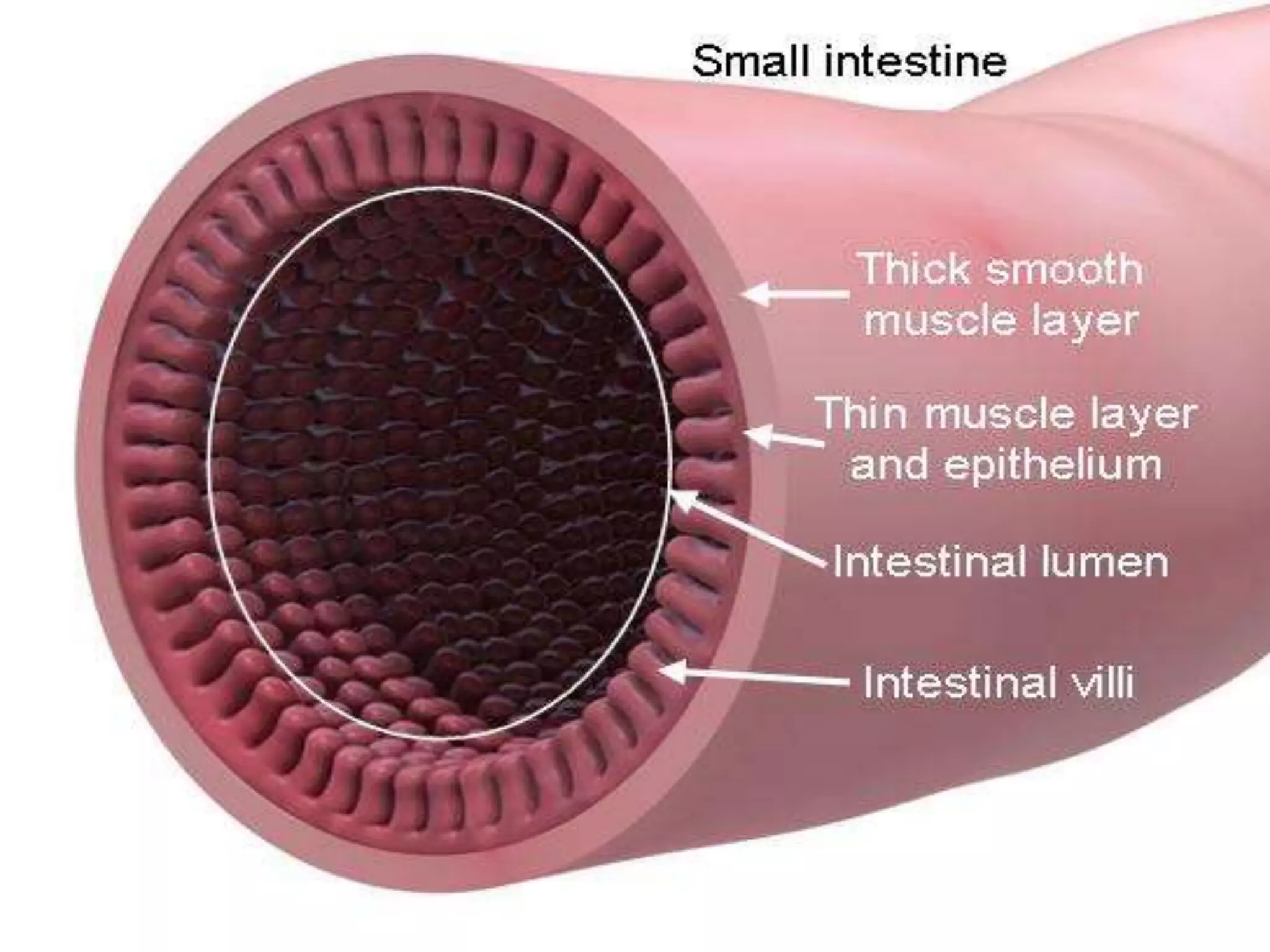 Villi and Absorption | PPTX