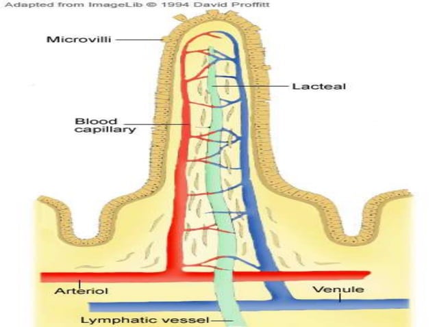 Villi and Absorption | PPTX