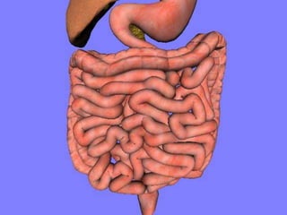 Villi and Absorption | PPTX