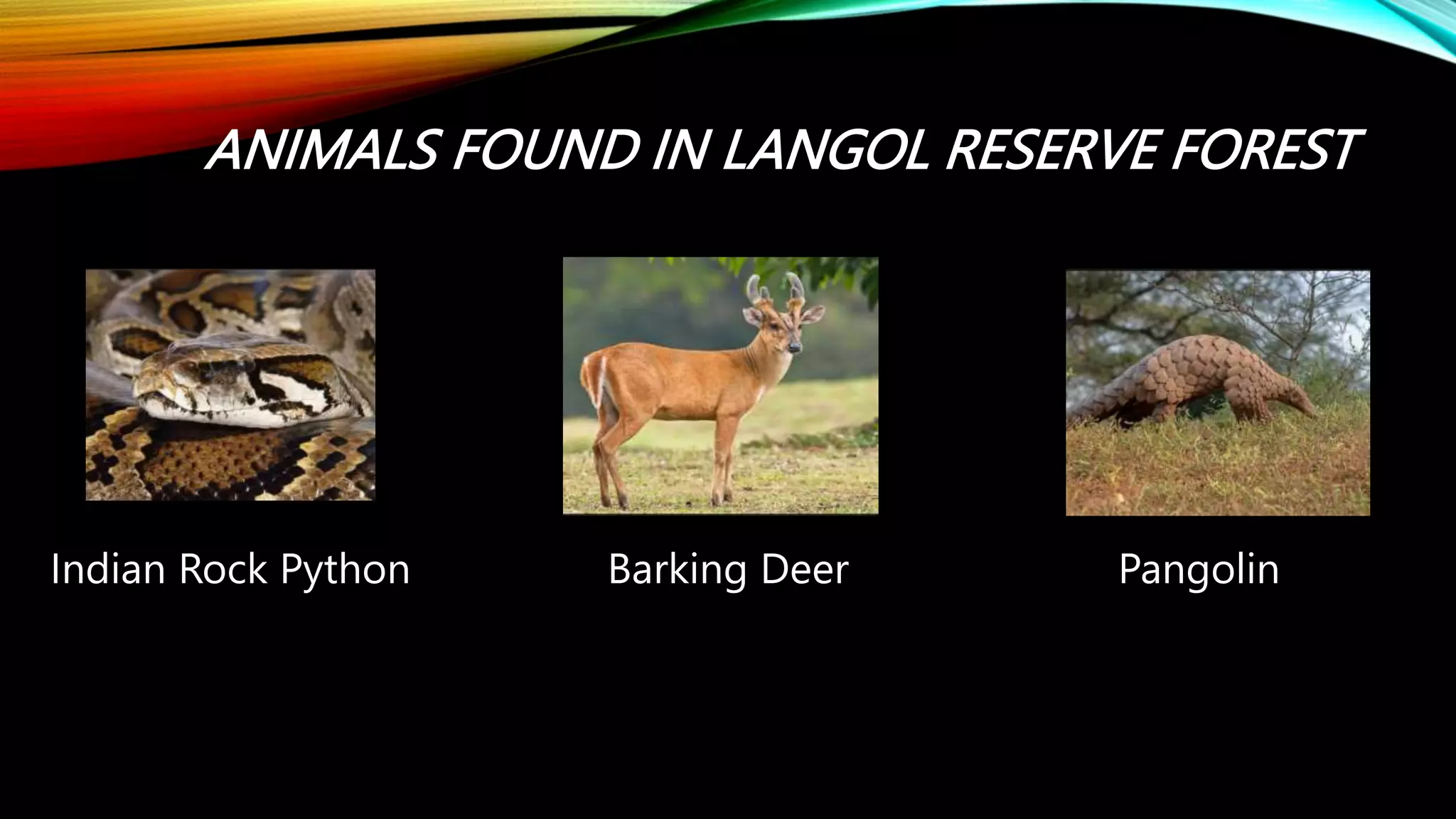 Ppt on the topic Forests of Manipur | PPTX