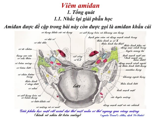 Viêm amidan Bài giảng đại họ Y khoa Phạm Ngọc Thạch | PPT