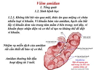 Viêm amidan Bài giảng đại họ Y khoa Phạm Ngọc Thạch | PPT
