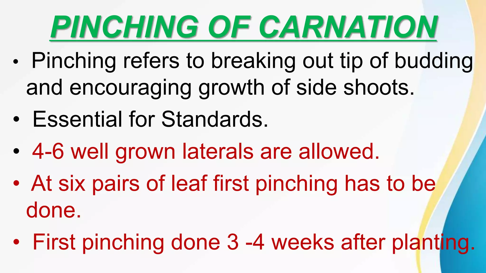 PINCHING IN CARNATION | PPTX