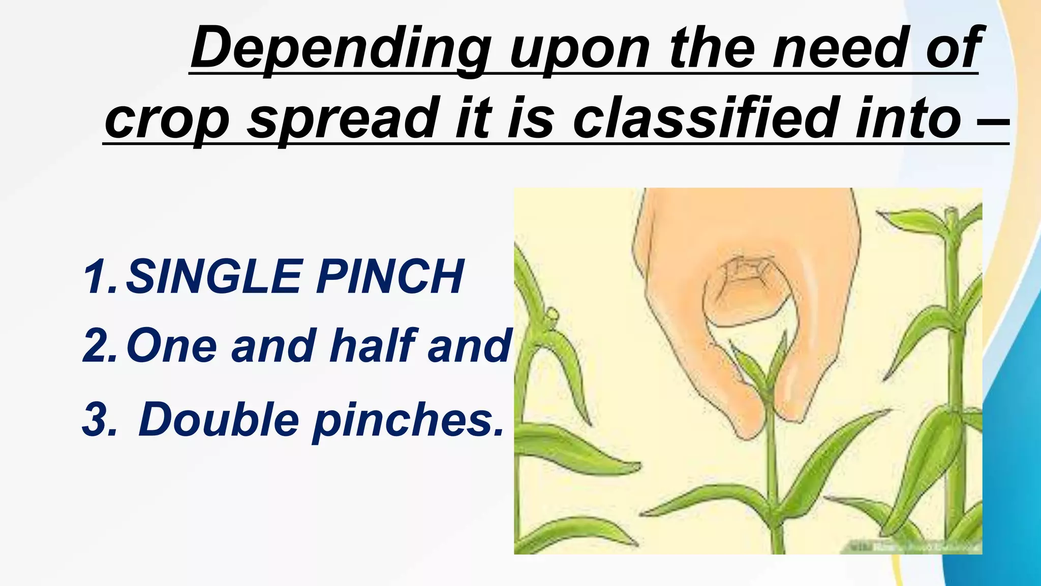 PINCHING IN CARNATION | PPTX