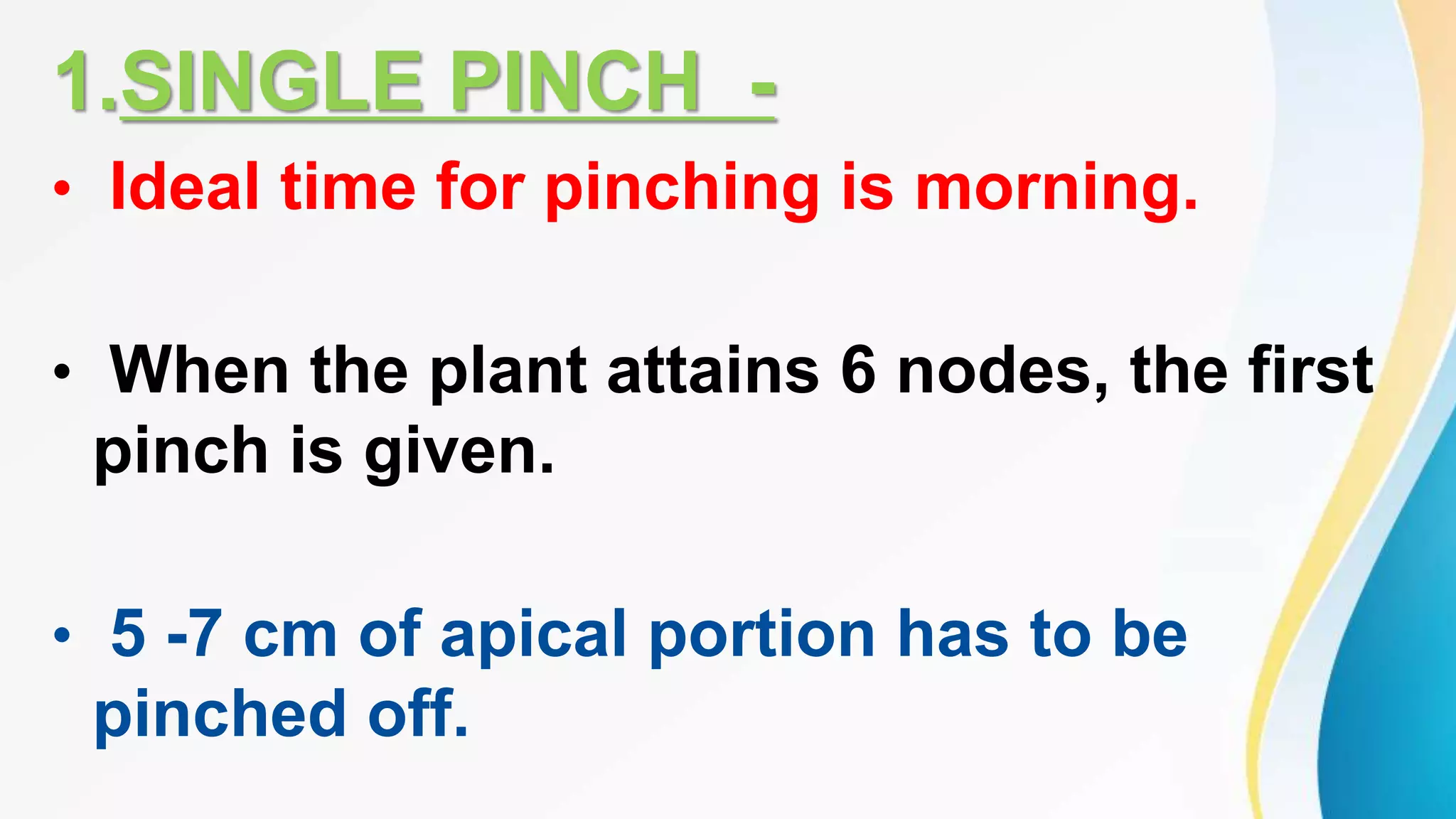 PINCHING IN CARNATION | PPTX