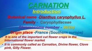 PINCHING IN CARNATION | PPTX