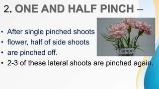 PINCHING IN CARNATION | PPTX