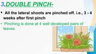 PINCHING IN CARNATION | PPTX