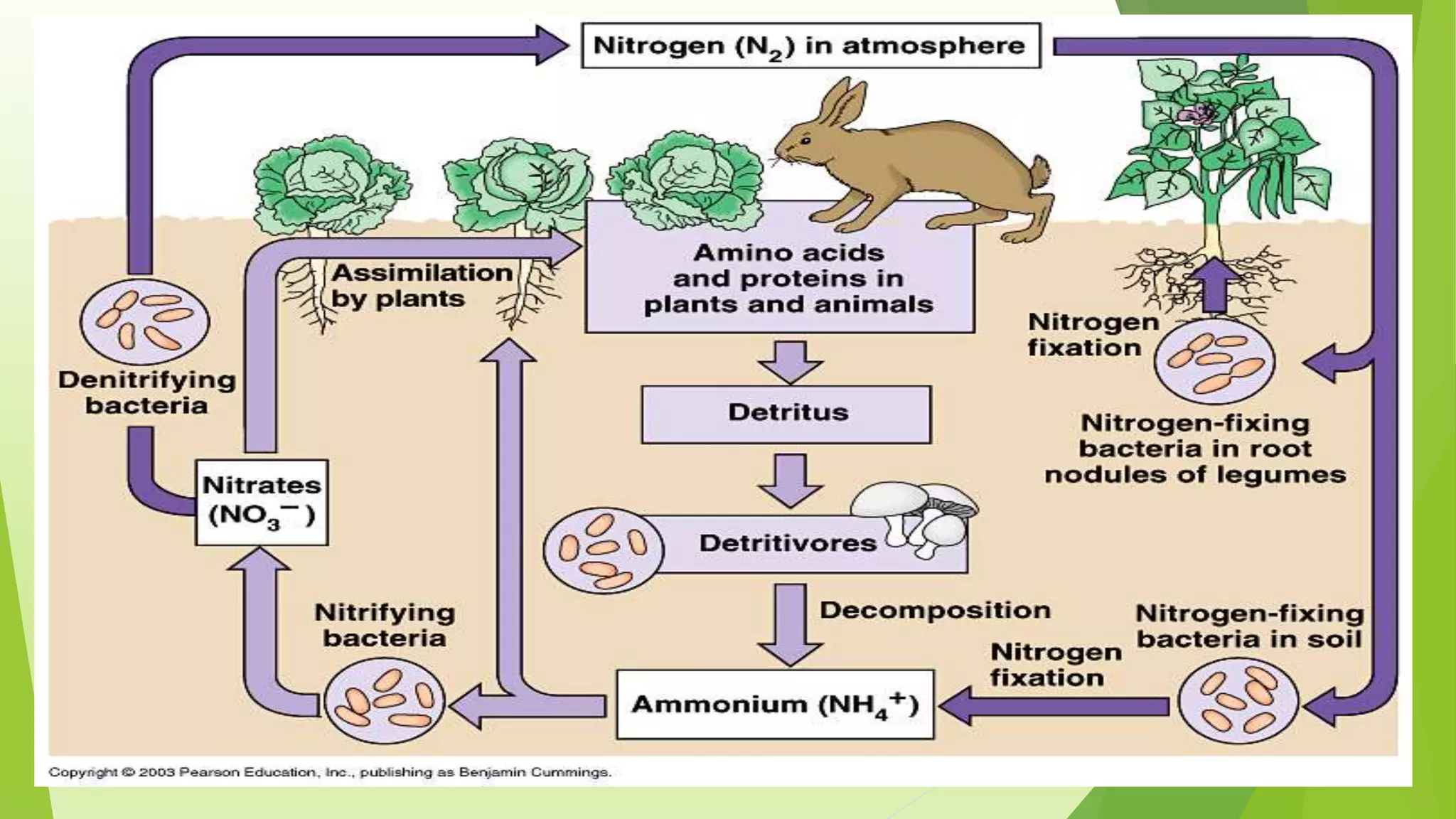 Classification of Bacteria microbiology | PPTX