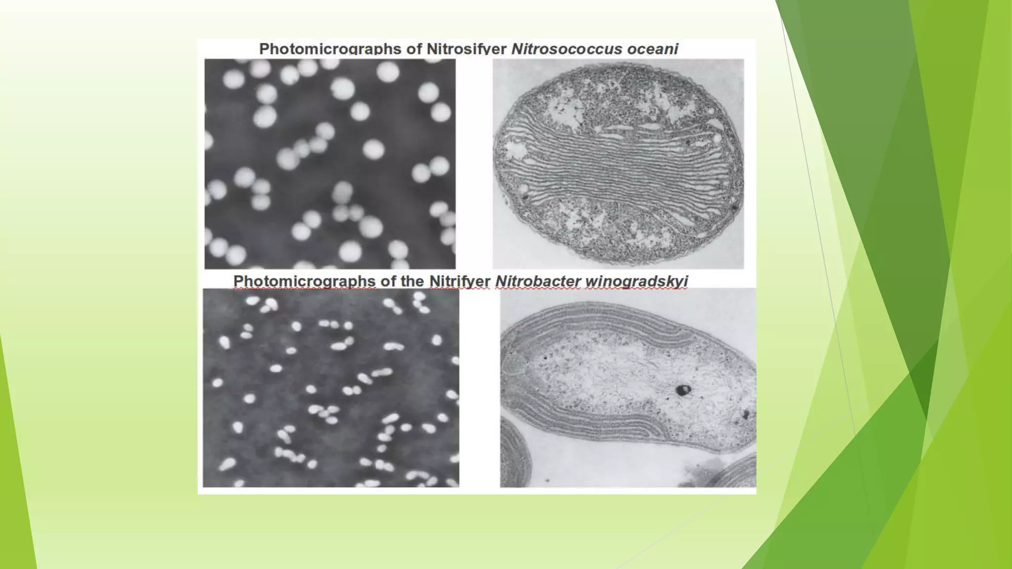 Classification of Bacteria microbiology | PPTX