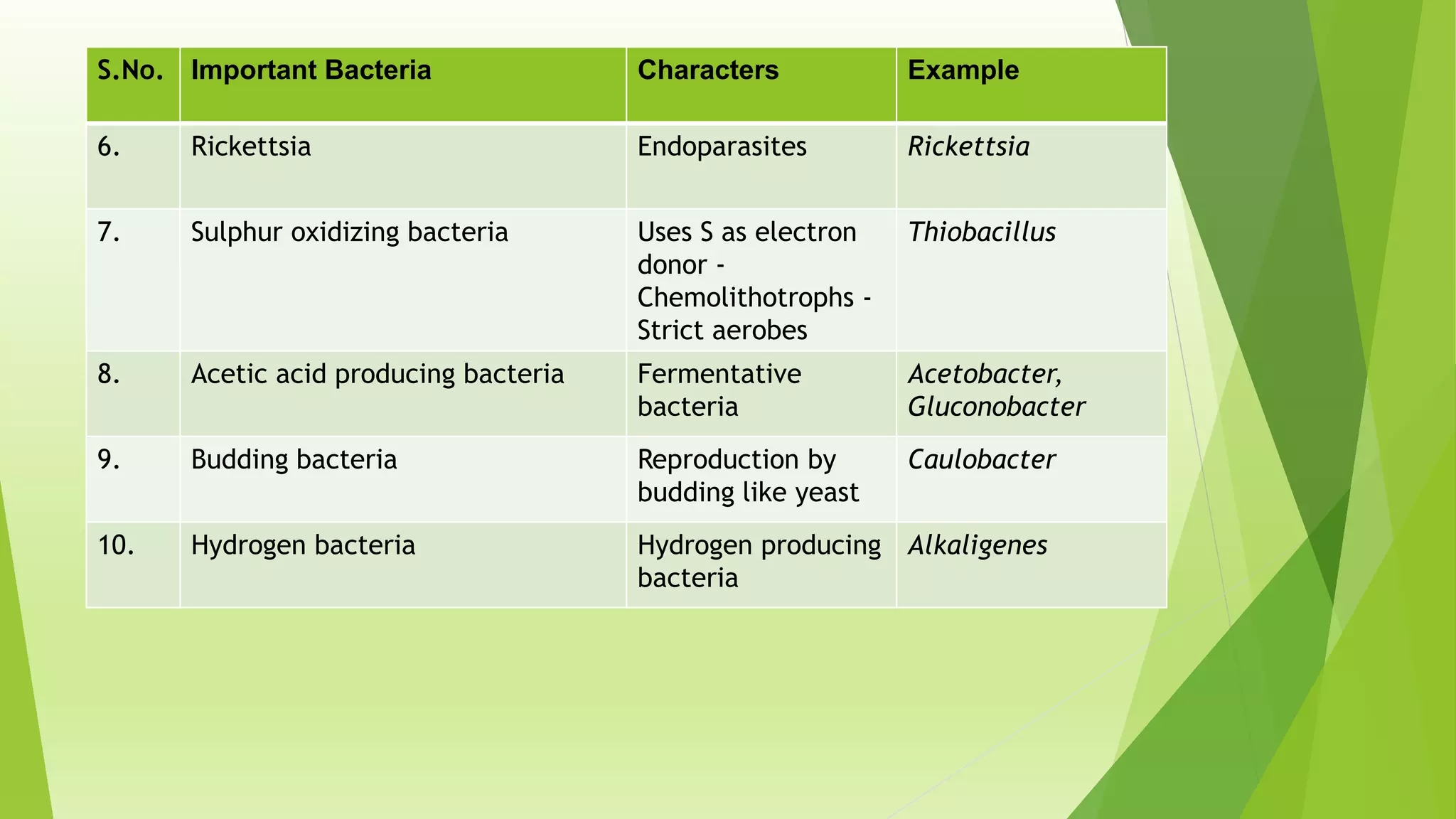 Classification of Bacteria microbiology | PPTX