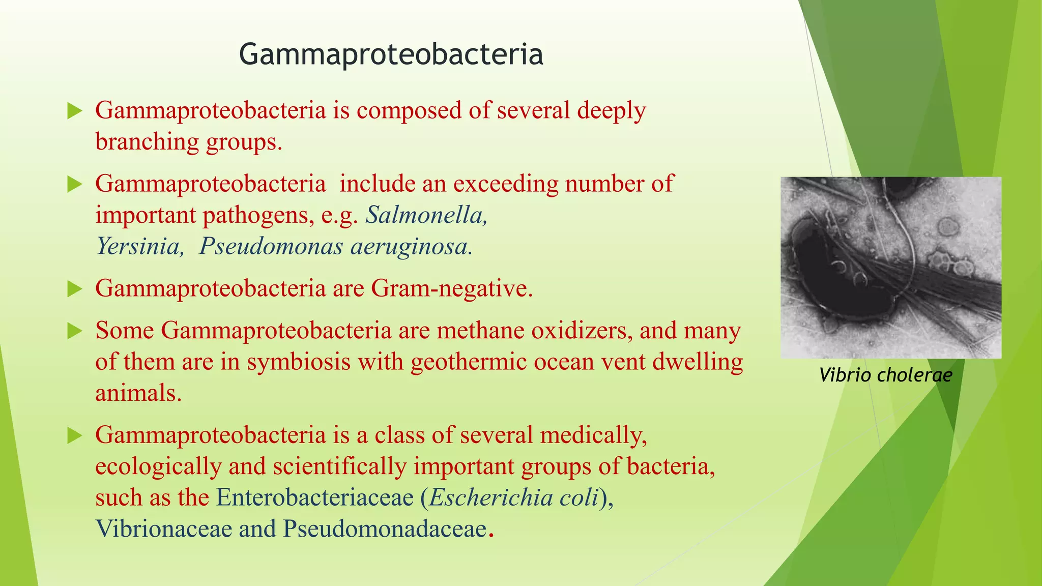 Classification of Bacteria microbiology | PPTX