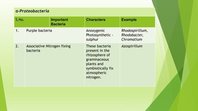Classification of Bacteria microbiology | PPTX