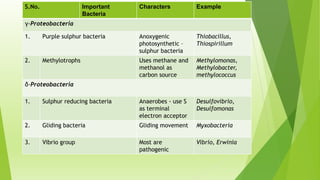 Classification of Bacteria microbiology | PPTX
