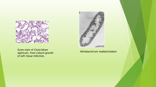 Classification of Bacteria microbiology | PPTX