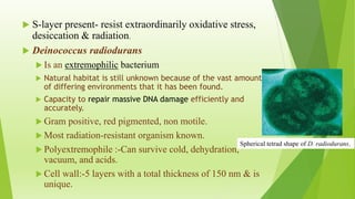 Classification of Bacteria microbiology | PPTX