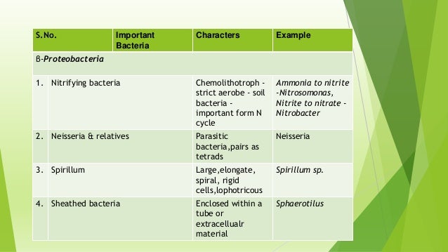 Classification of Bacteria microbiology