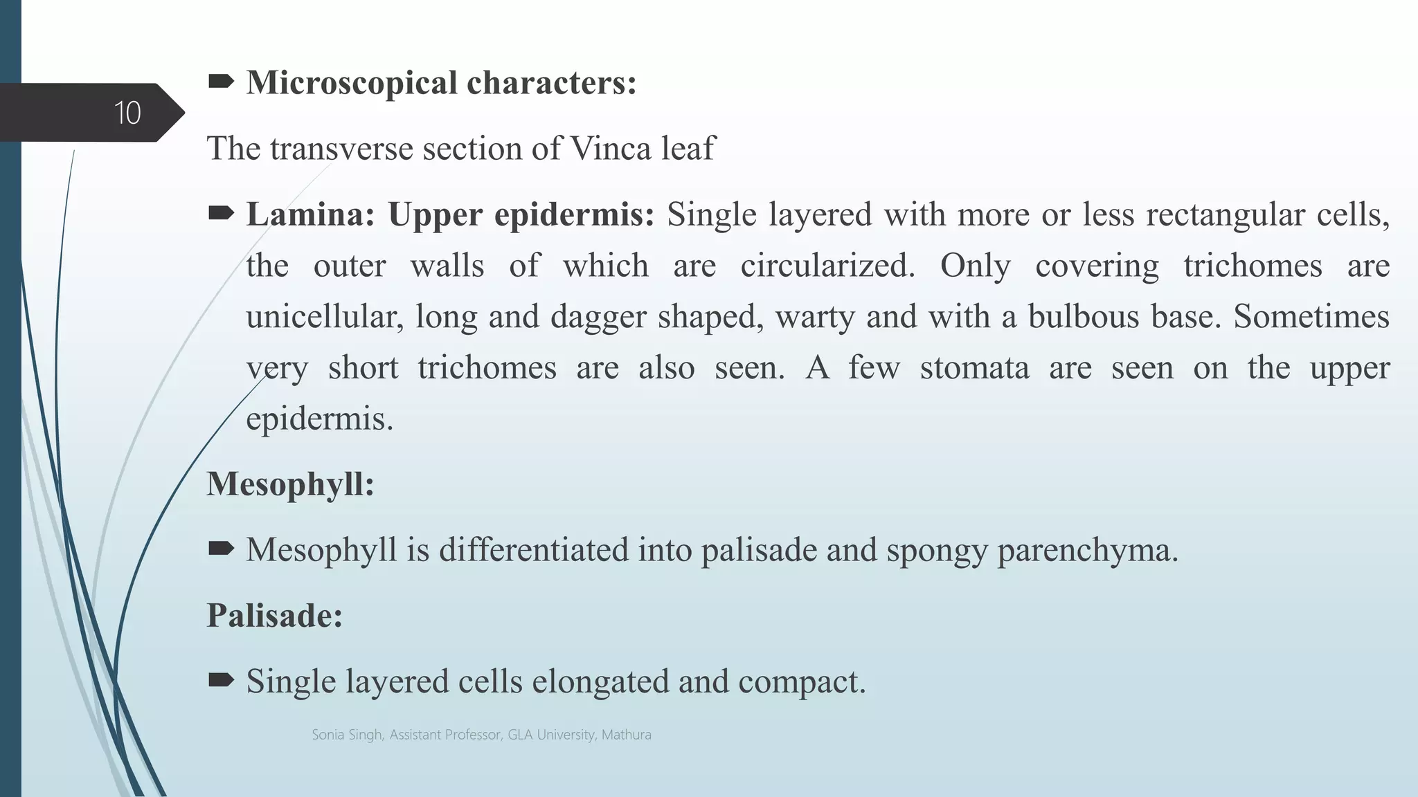 Vinca | PPTX