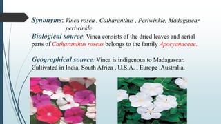 VINCA.pptx