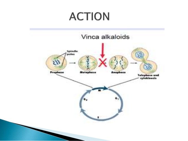 Vinca alkaloids