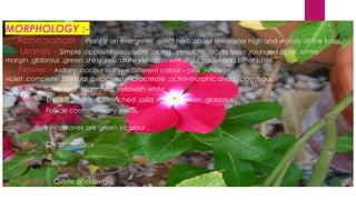 vinca ppt. by pritypriya pharmacognosy 4 | PPT