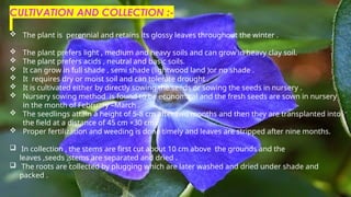 vinca ppt. by pritypriya pharmacognosy 4 | PPTX