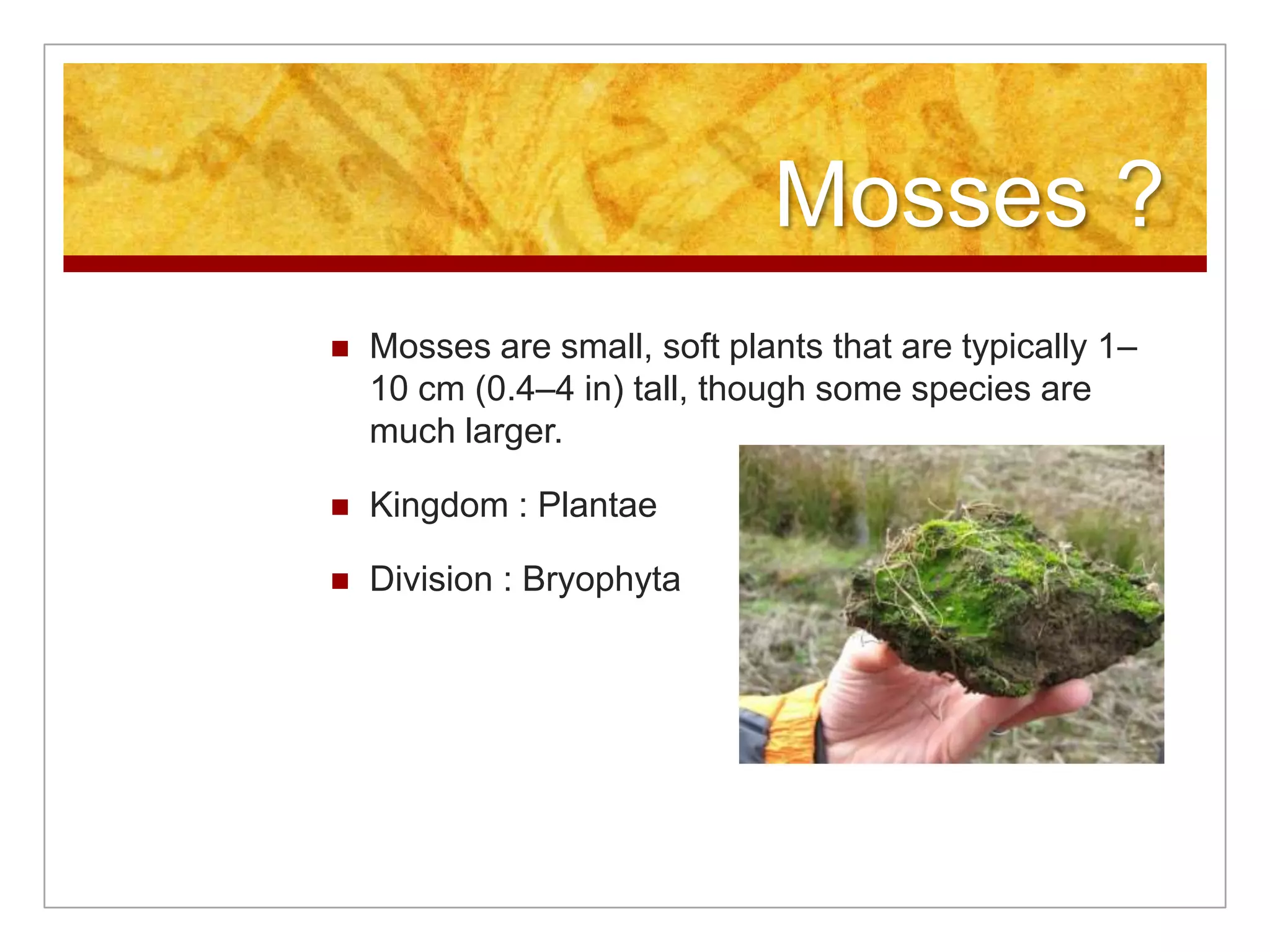 Vincent&aldo mosses | PPT