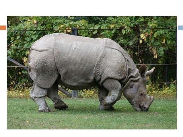 The Javan Rhinoceros researched by Vincent Jansen Van Rensburg | PPT
