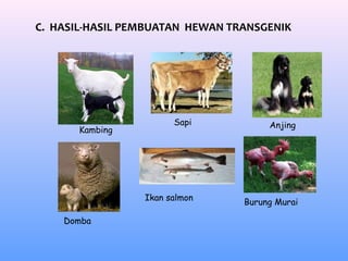 Hewan Transgenik | PPT