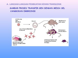 Hewan Transgenik | PPT