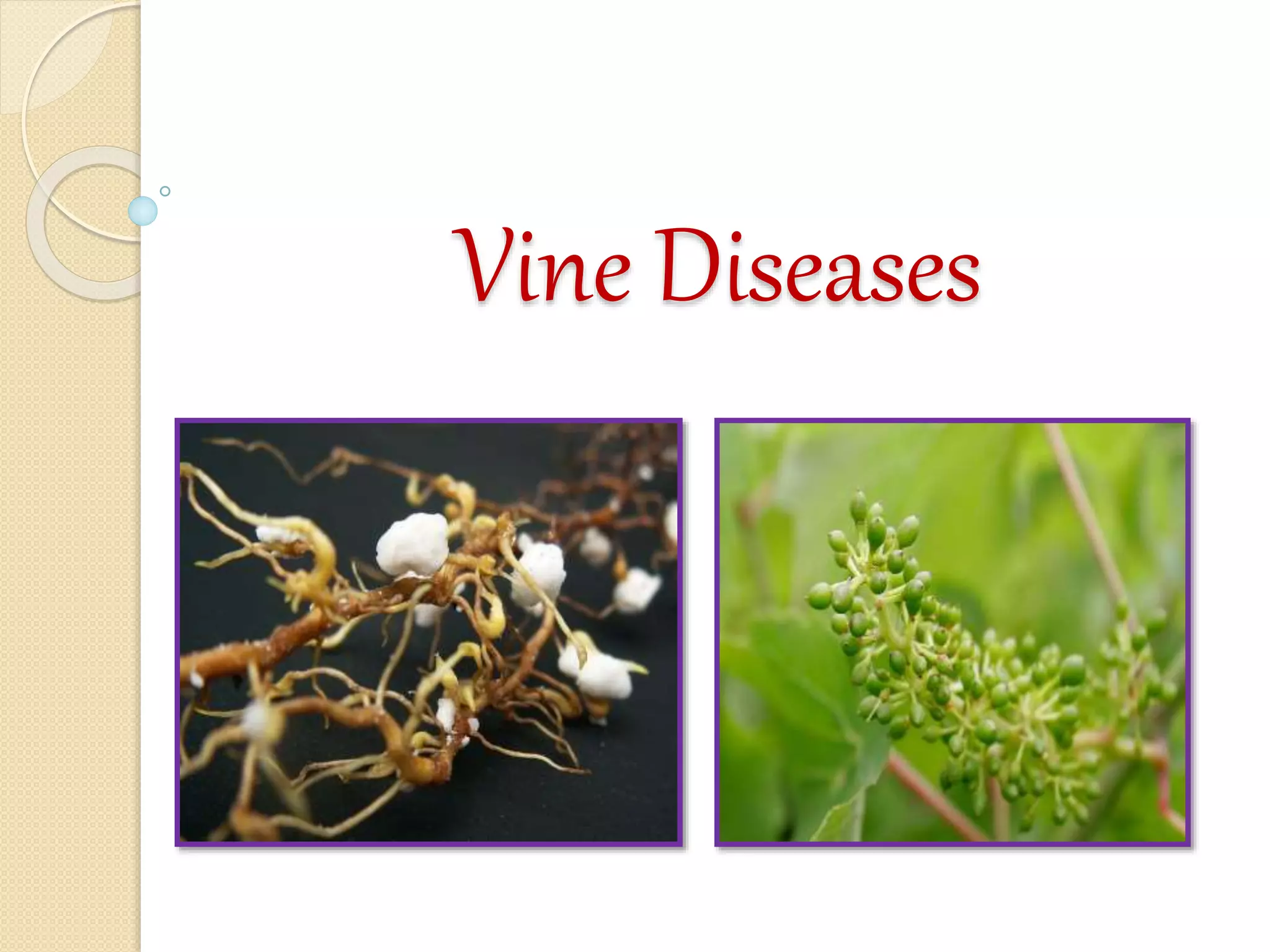 Vine diseases | PPTX | Gardening | Home & Garden