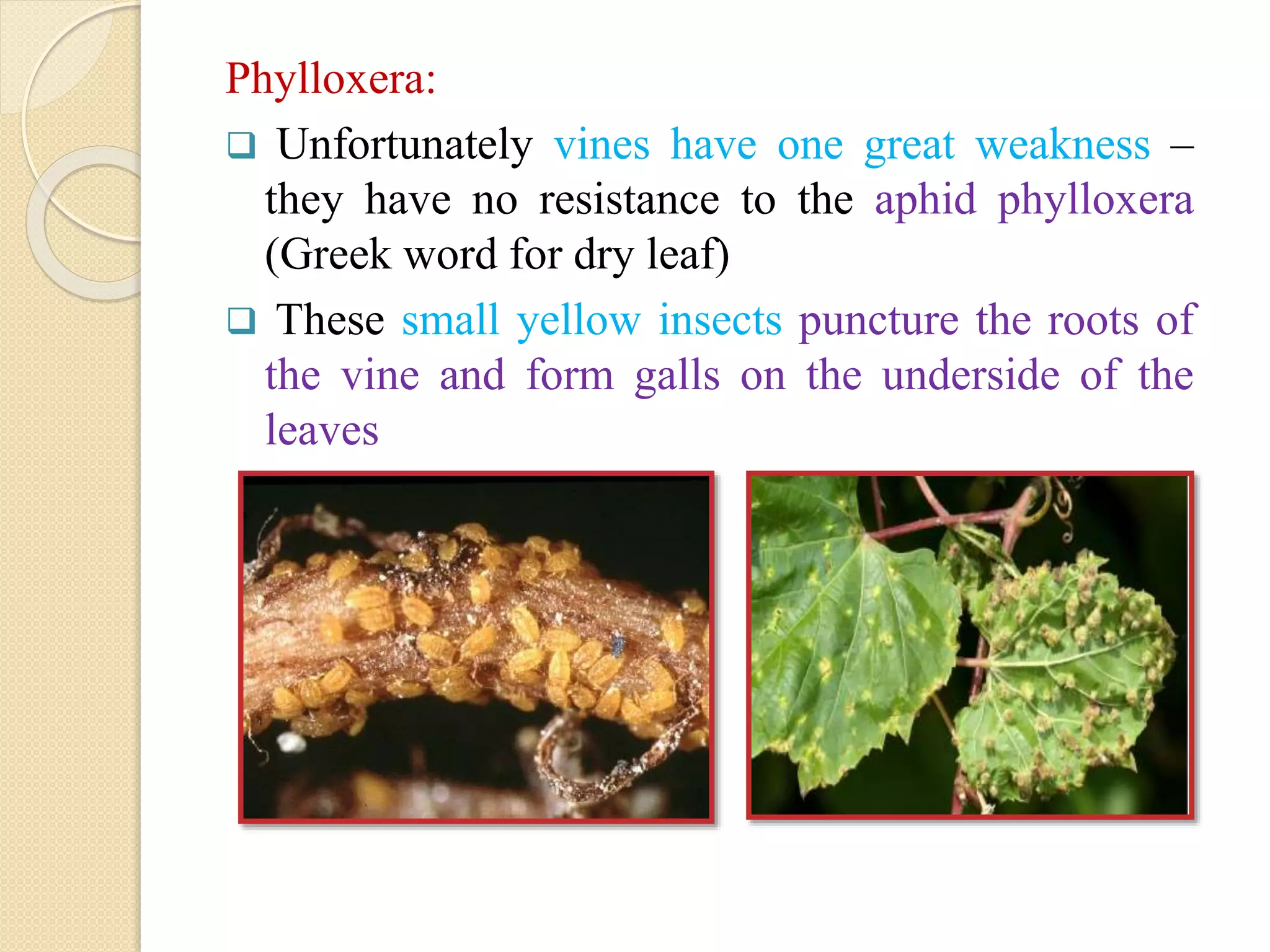 Vine diseases | PPTX | Gardening | Home & Garden