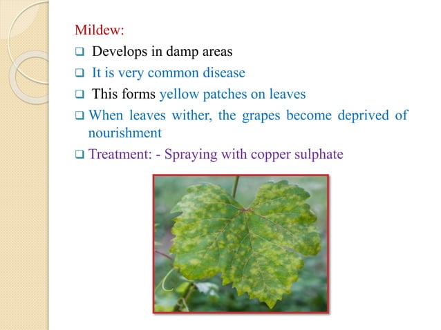 Vine diseases | PPTX | Gardening | Home & Garden