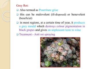 Vine diseases | PPTX | Gardening | Home & Garden